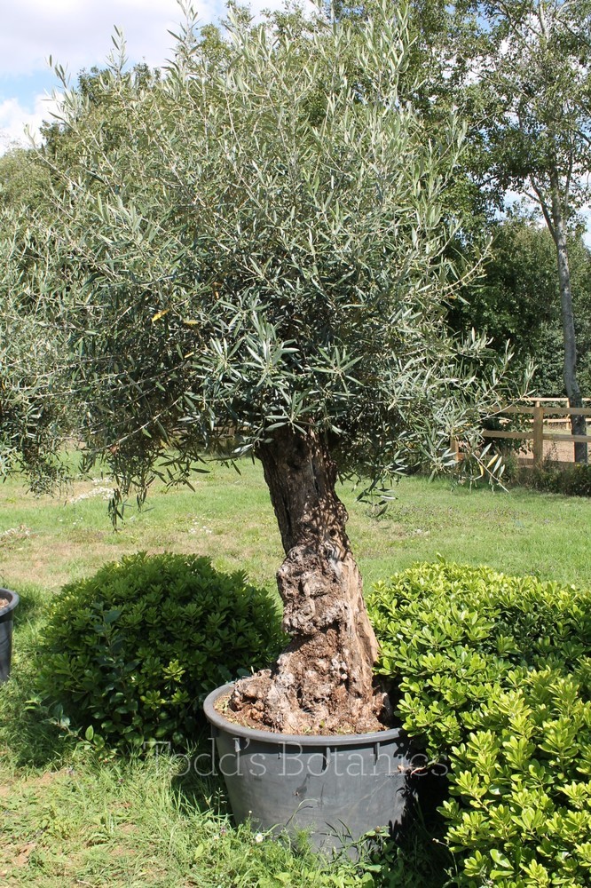 Ancient Olive Trees > Olive Tree 260cm