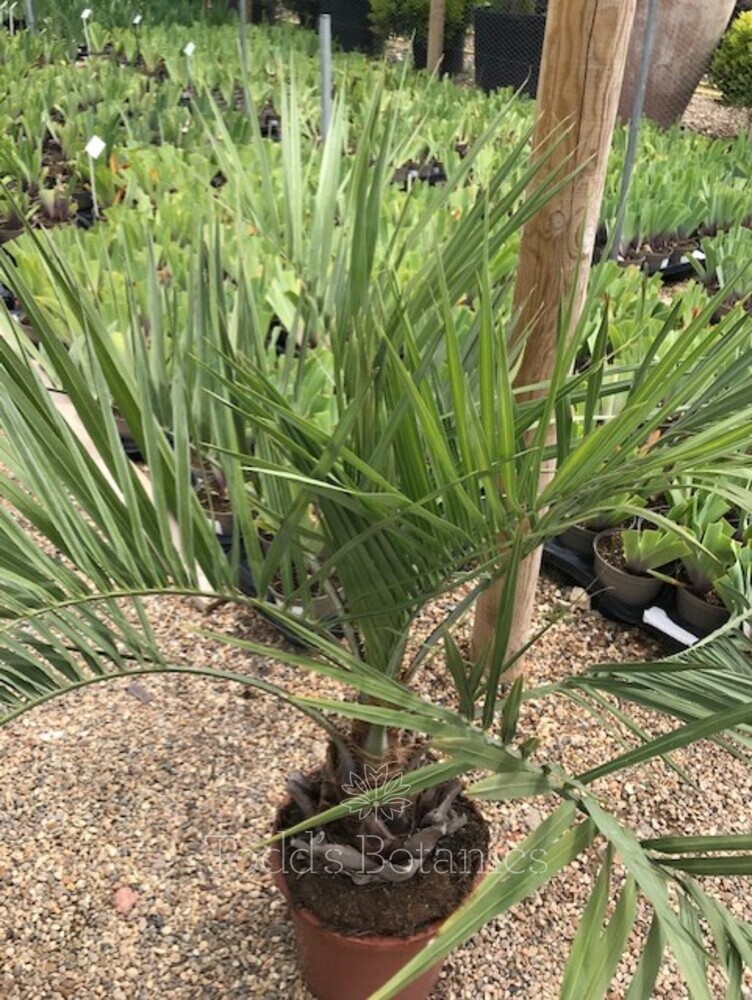 Hardy Palms > Butia capitata