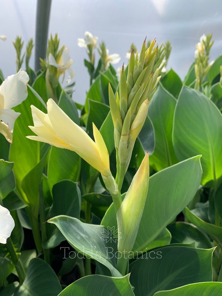 Canna > Canna 'Alaska' - Todd's Botanics