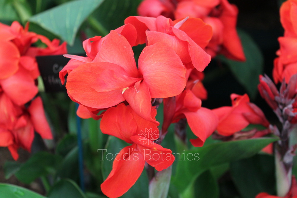 Canna > Pink Flowered Canna > Canna 'Isabel' - Todd's Botanics
