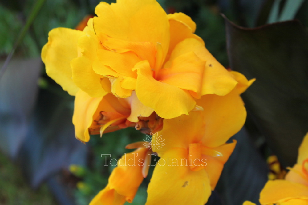 Canna > Yellow Flowered Canna > Canna 'Emily' - Todd's Botanics