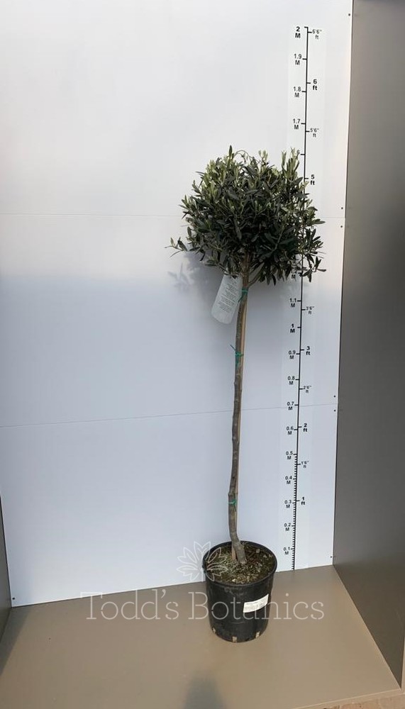 Olive Trees > Large Olive Tree 5 ft 3/4 standard