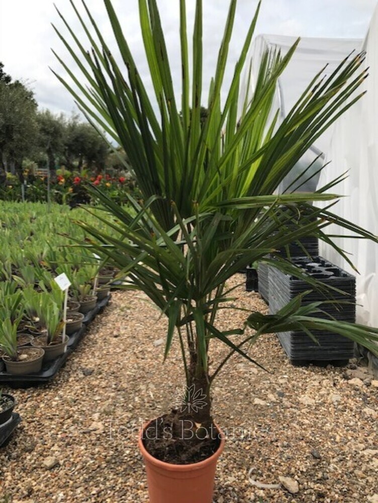 Trachycarpus Fortunei | Windmill Palm - Todd's Botanics