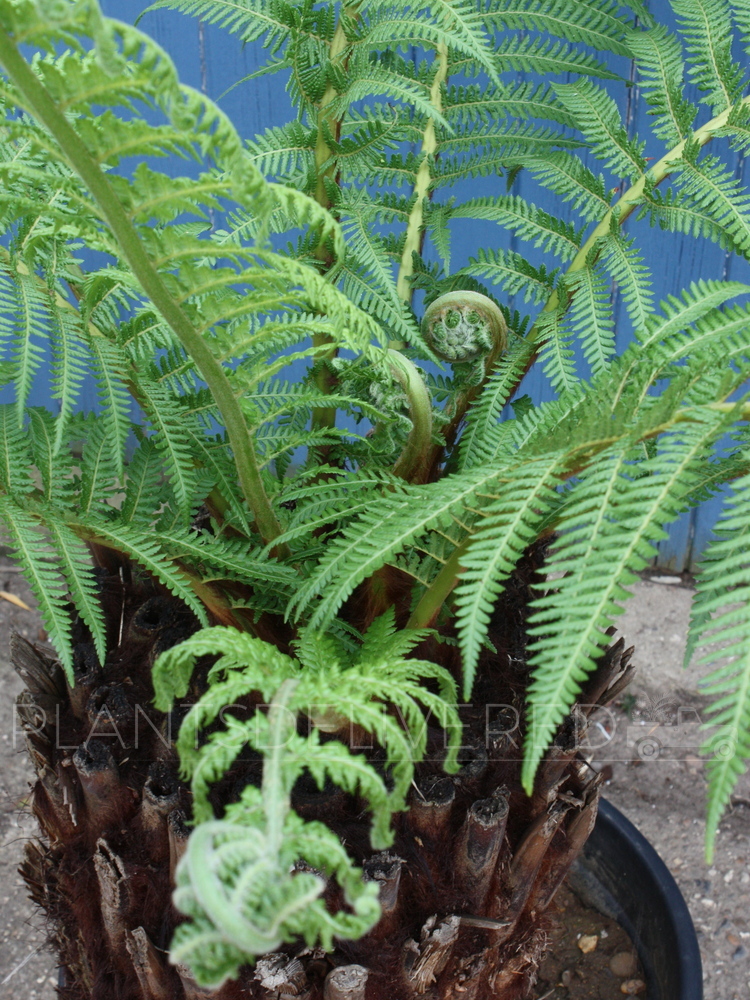 5 foot Tree Fern Dicksonia antartica - Plants Delivered