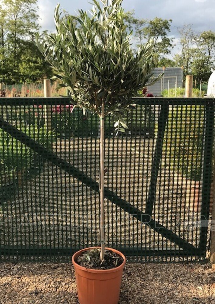 Olive Trees > Large Olive Tree 5 ft 3/4 standard