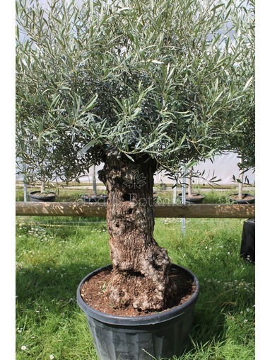 Olive Trees > 2 x large Olive Trees 3/4 standard