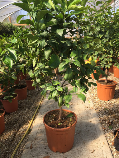 Citrus Trees > large Lemon Tree (Citrus limon)