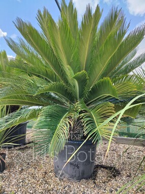 Sago palm for sale store